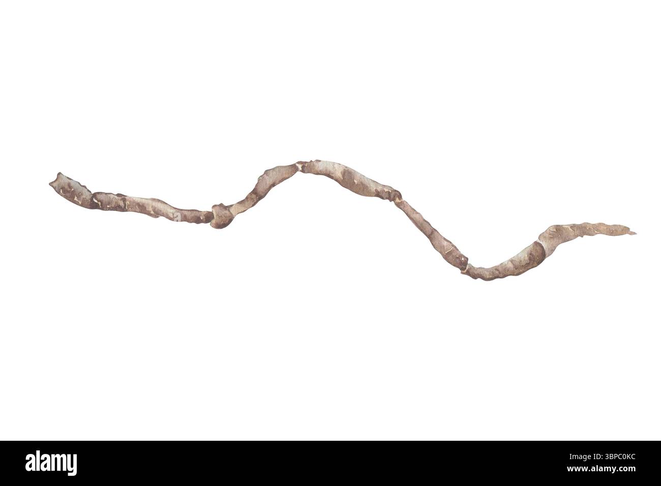 Brown creeper forest Cut Out Stock Images & Pictures - Alamy