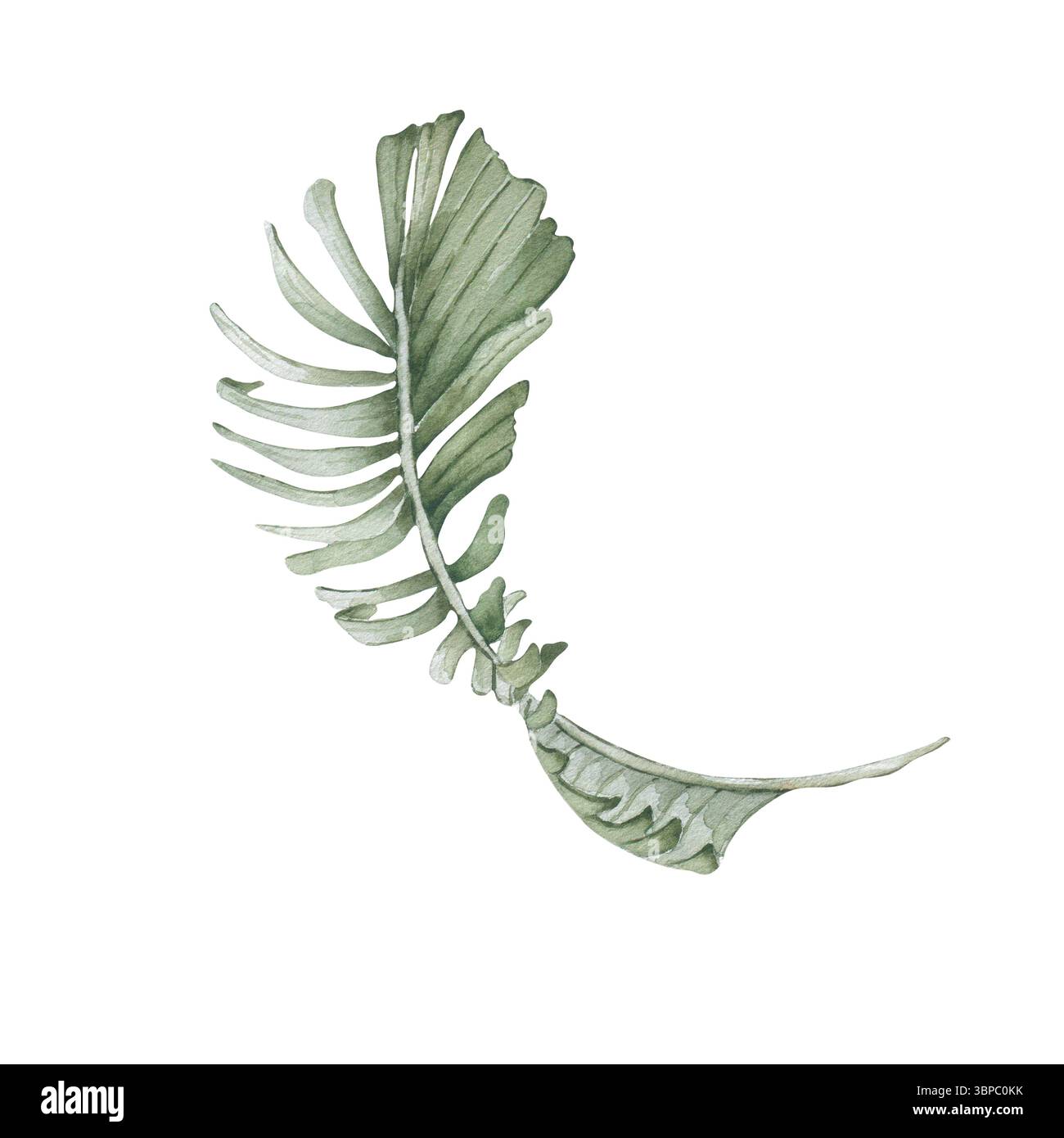 Palm fronds of tropical tree watercolor illustration isolated on white ...