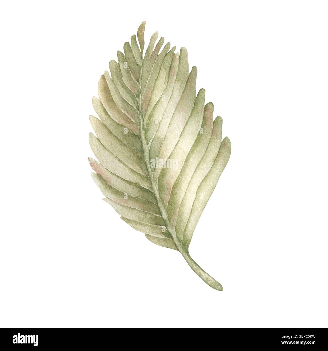 Watercolor palm foliage illustration isolated on white. Tropical leaf ...