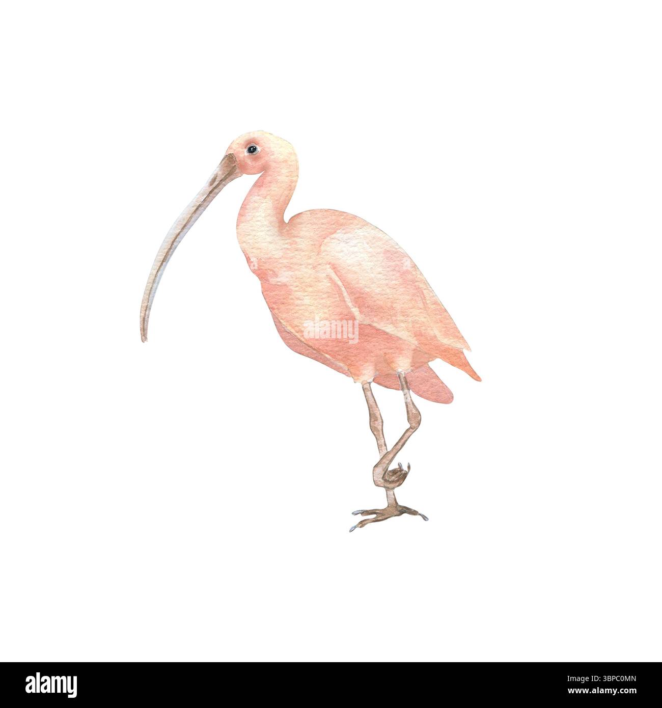 Florida white ibis Cut Out Stock Images & Pictures - Alamy