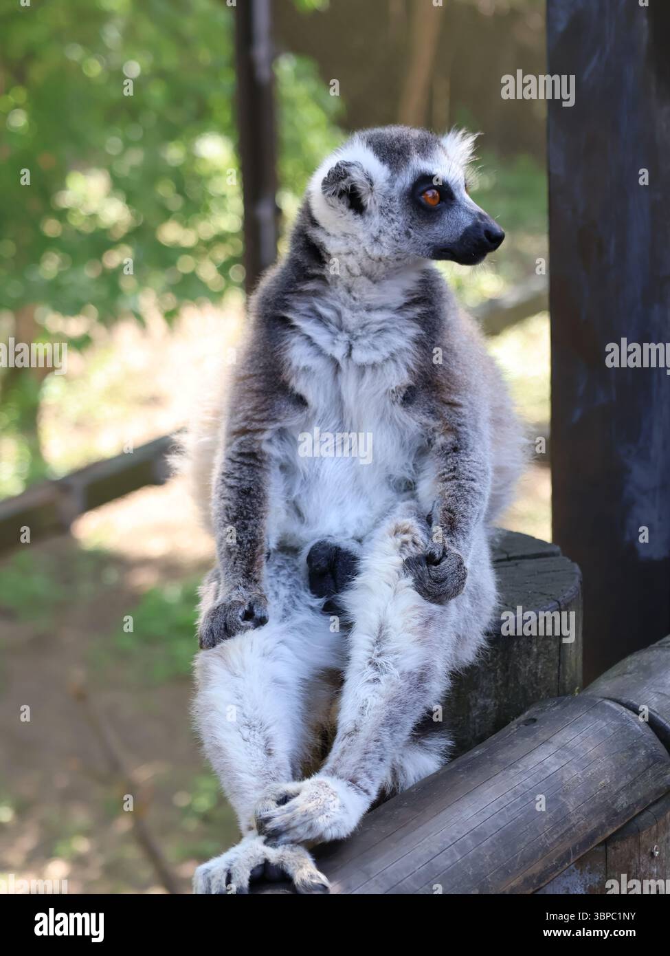 A ring-tailed lemur sat down to rest in the cool air Stock Photo - Alamy