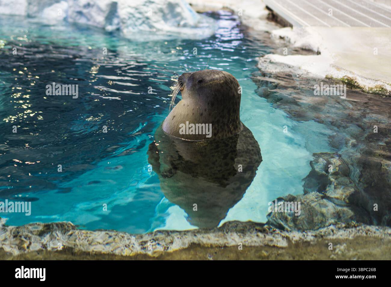 Emerging from pool hi-res stock photography and images - Alamy