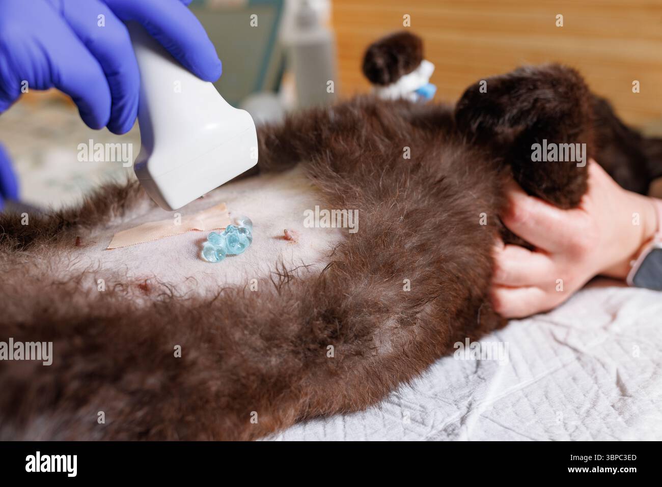 Female doctor analyzes medical scan hi-res stock photography and images ...