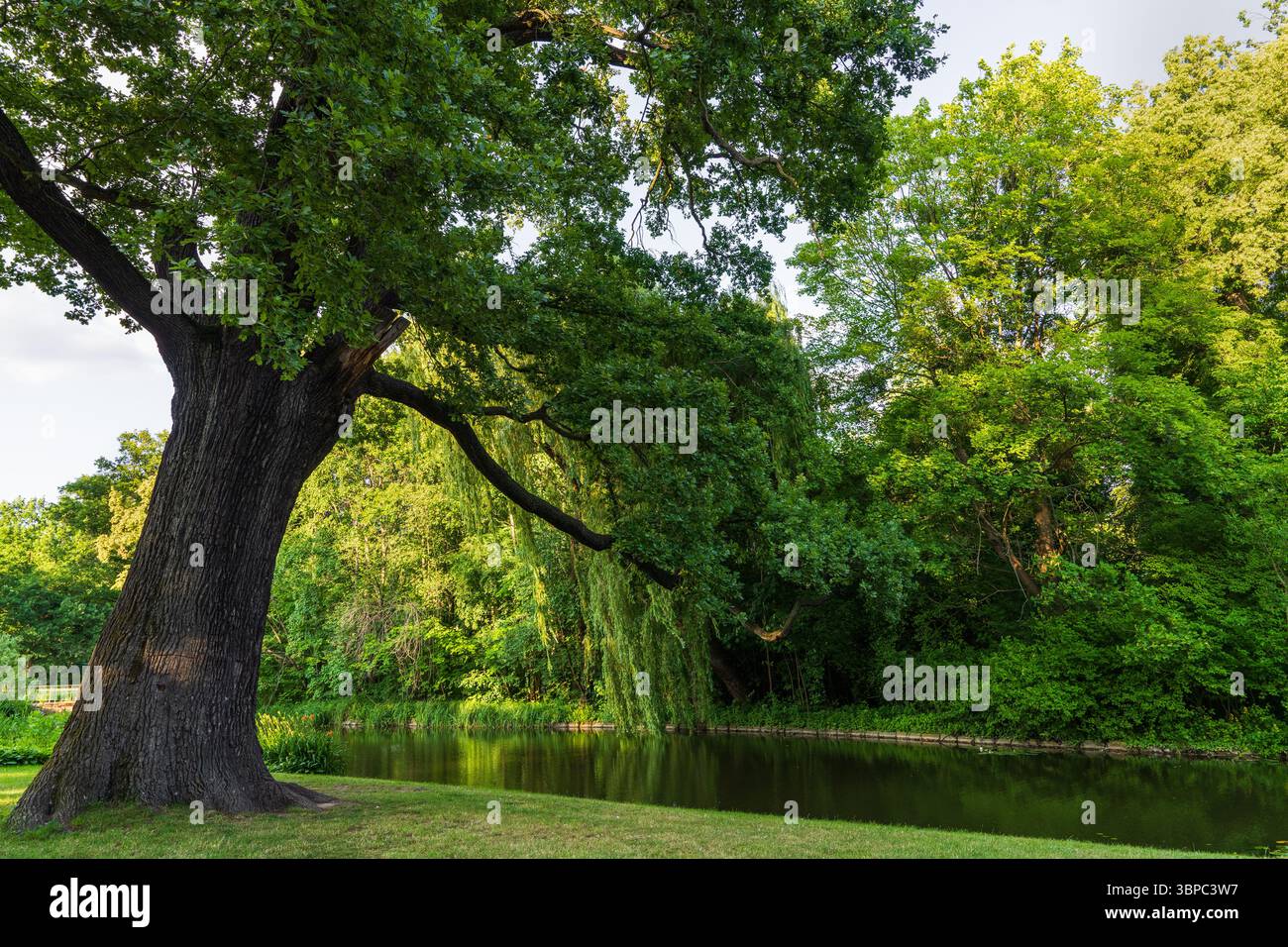 Calm park scene with large branches of an old oak tree hanging over ...