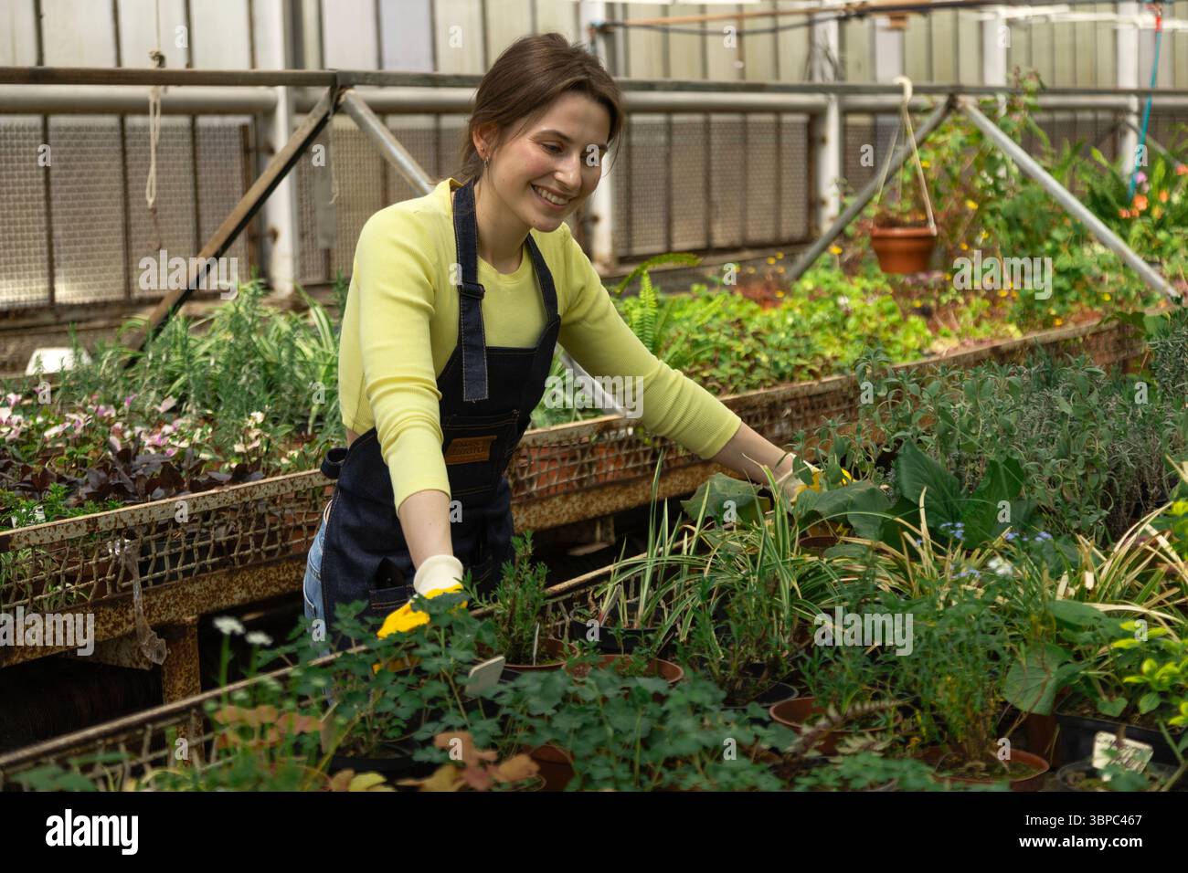 Young female plant worker leans on a table, observing her greenhouse ...