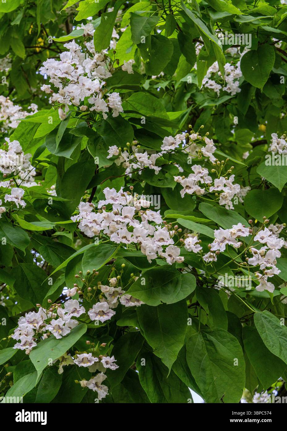 Closeup view of blooming catalpa tree with clusters of white flowers ...