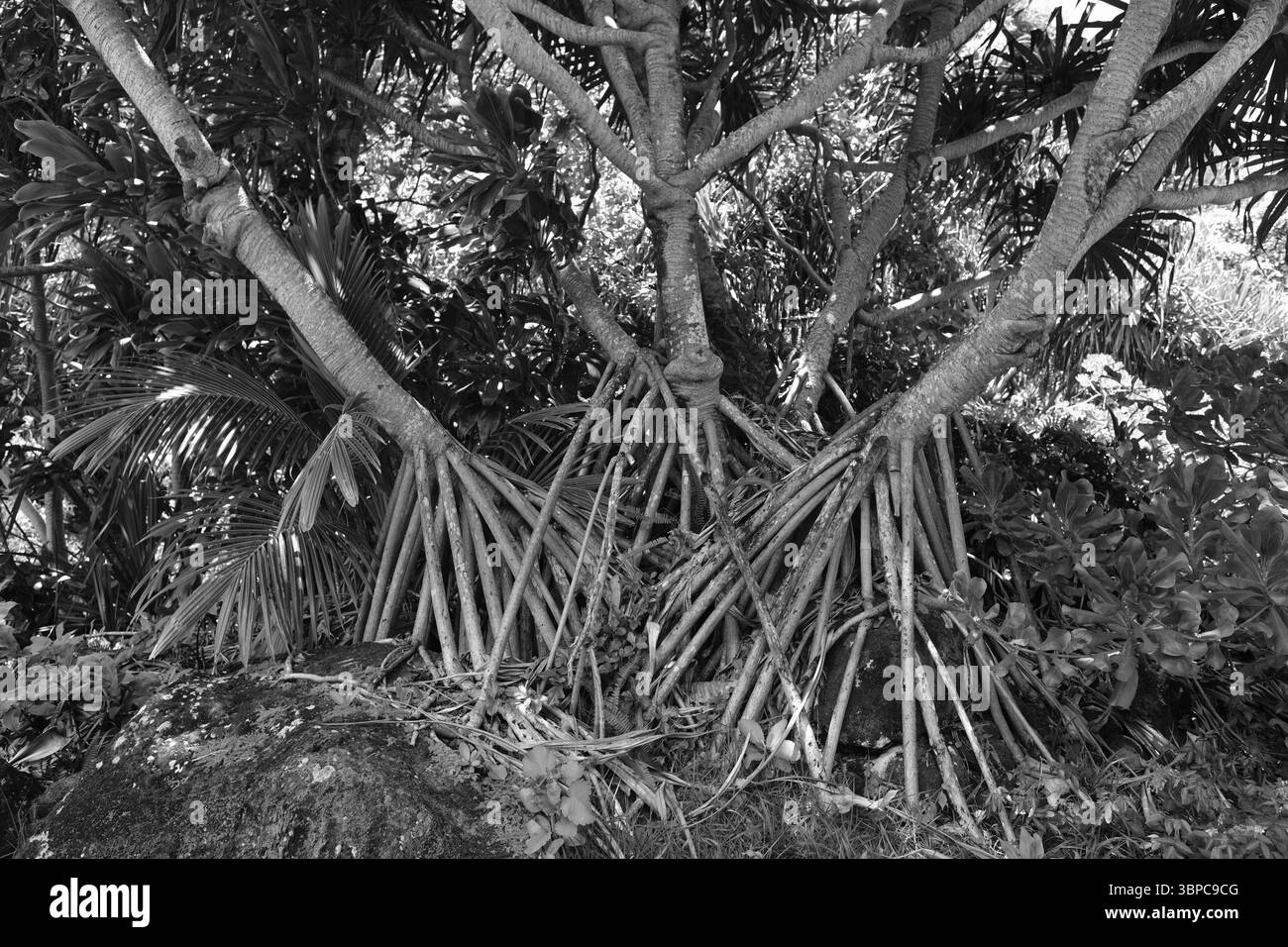 Pandanus tectorius tree, known as Hala tree in Hawaiian language, with ...