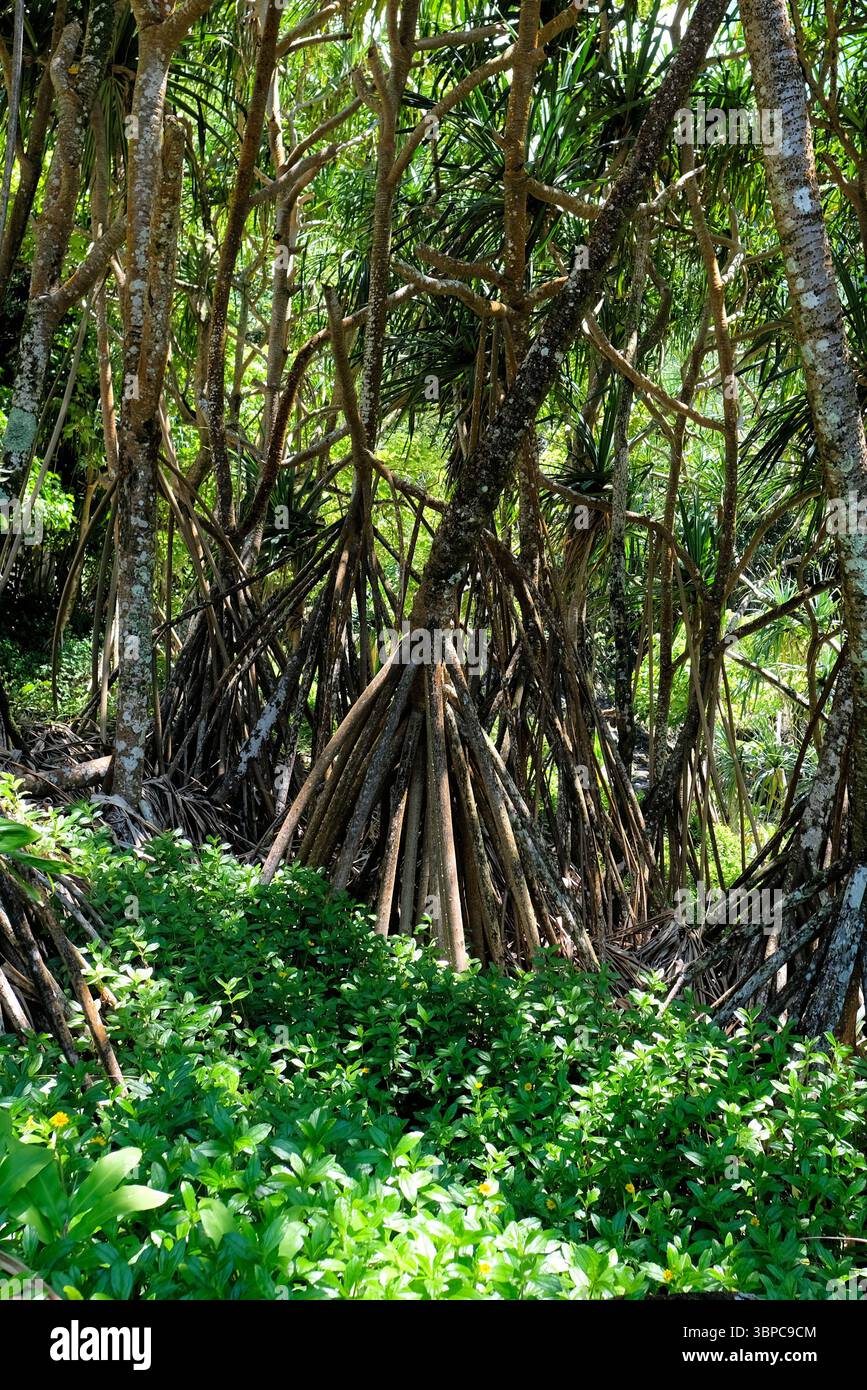 Pandanus tectorius tree, known as Hala tree in Hawaiian language, with ...