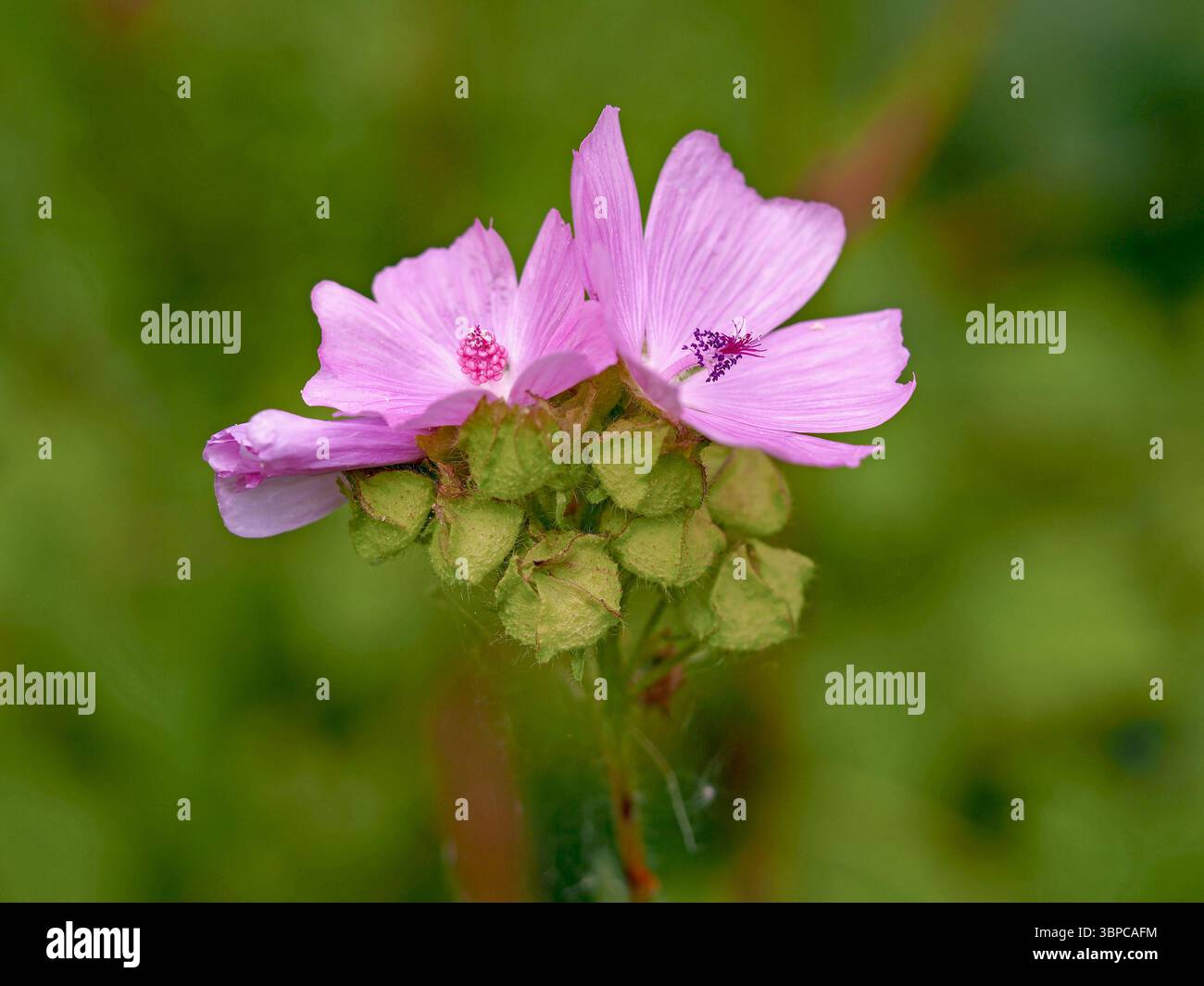 Pretty pink flowers of musk mallow, Malva moschata Stock Photo - Alamy