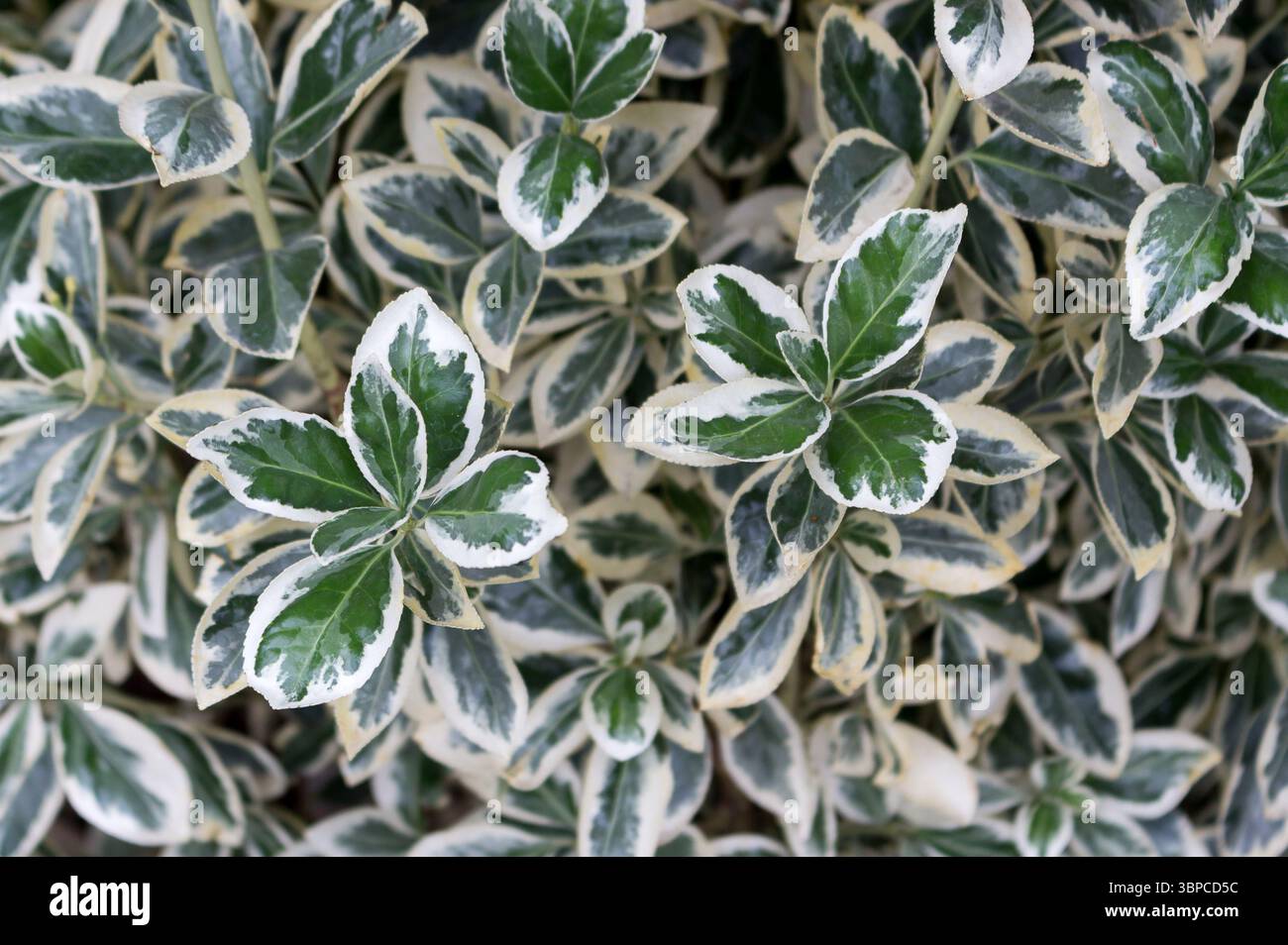 Flowering privet, Ligustrum, closeup, natural background, photo Stock ...