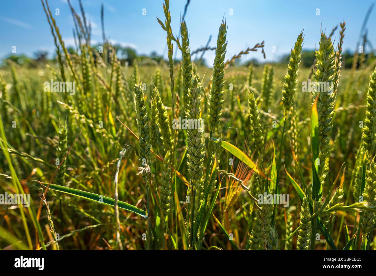 Close-up shots of heads of wheat, growing in a field at the upper end ...