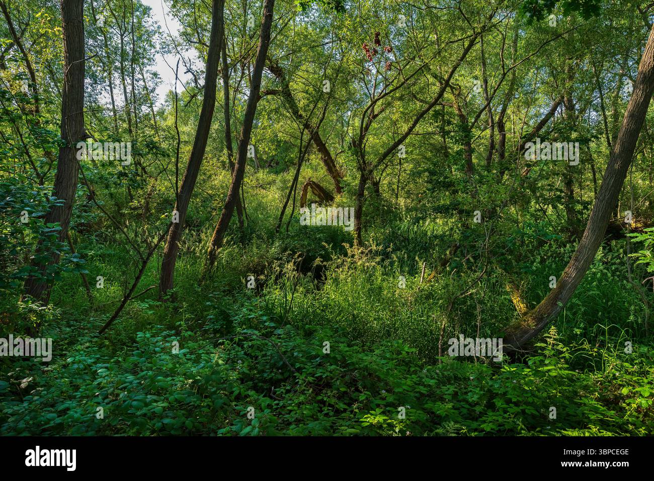 Dense, tangled vegetation and trees in swampy, boggy ground at the ...