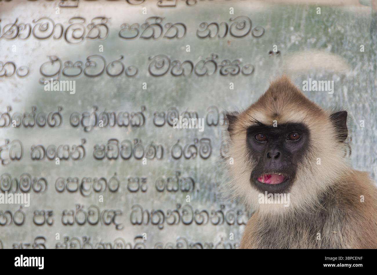 Tufted gray langur monkey showing its tongue in front of a sign written ...