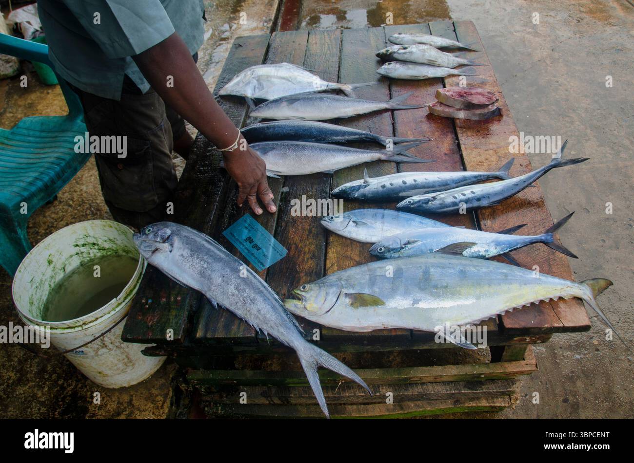 Fisherman presenting a variety of freshly caught fish, displayed on a ...