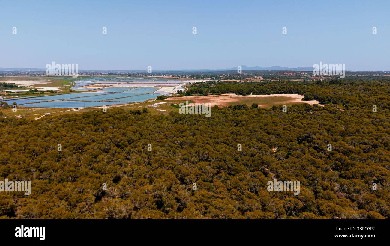 Scenic landscape with salt flats and dense forest under a clear blue ...