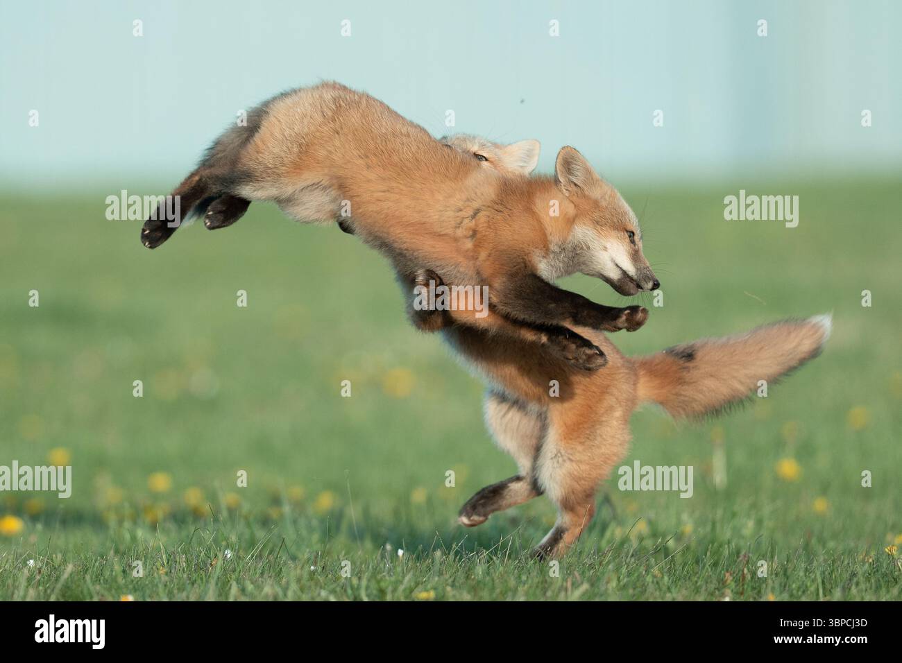 These adorable Red Fox kits near Summerside, in the Canadian province ...
