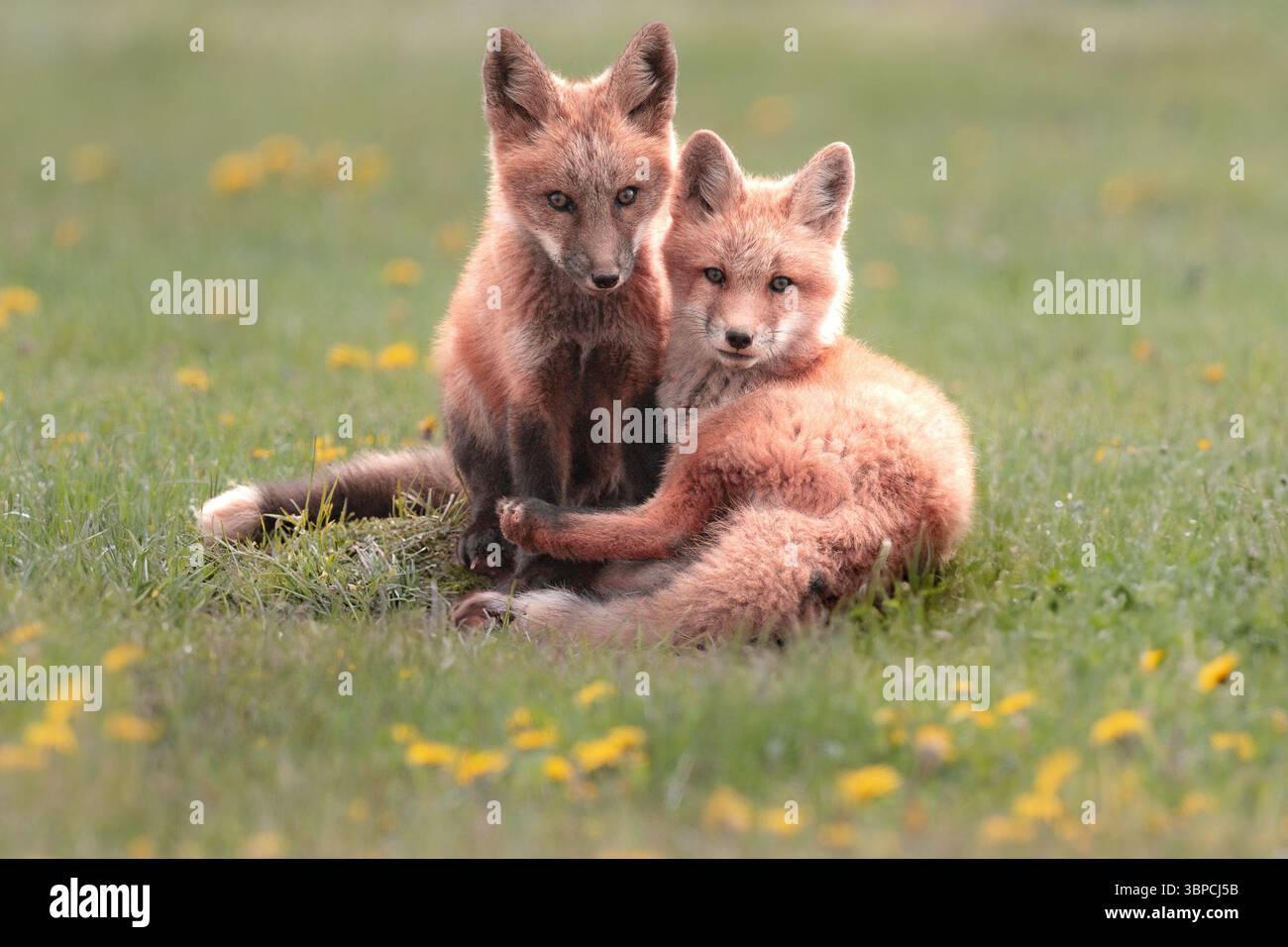 These adorable Red Fox kits near Summerside, in the Canadian province ...