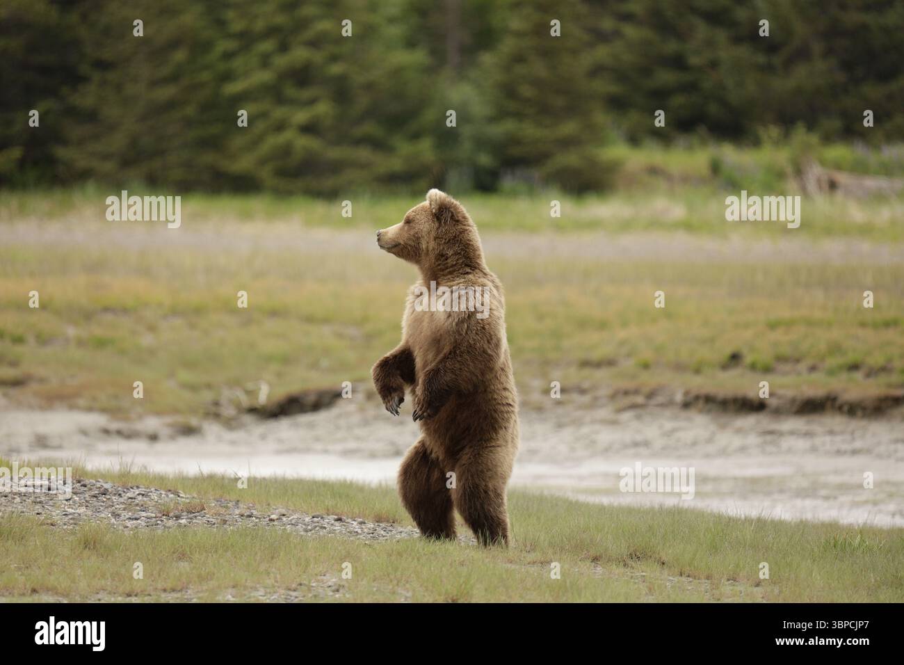 Standing Brown Bear Alaska Stock Photo - Alamy
