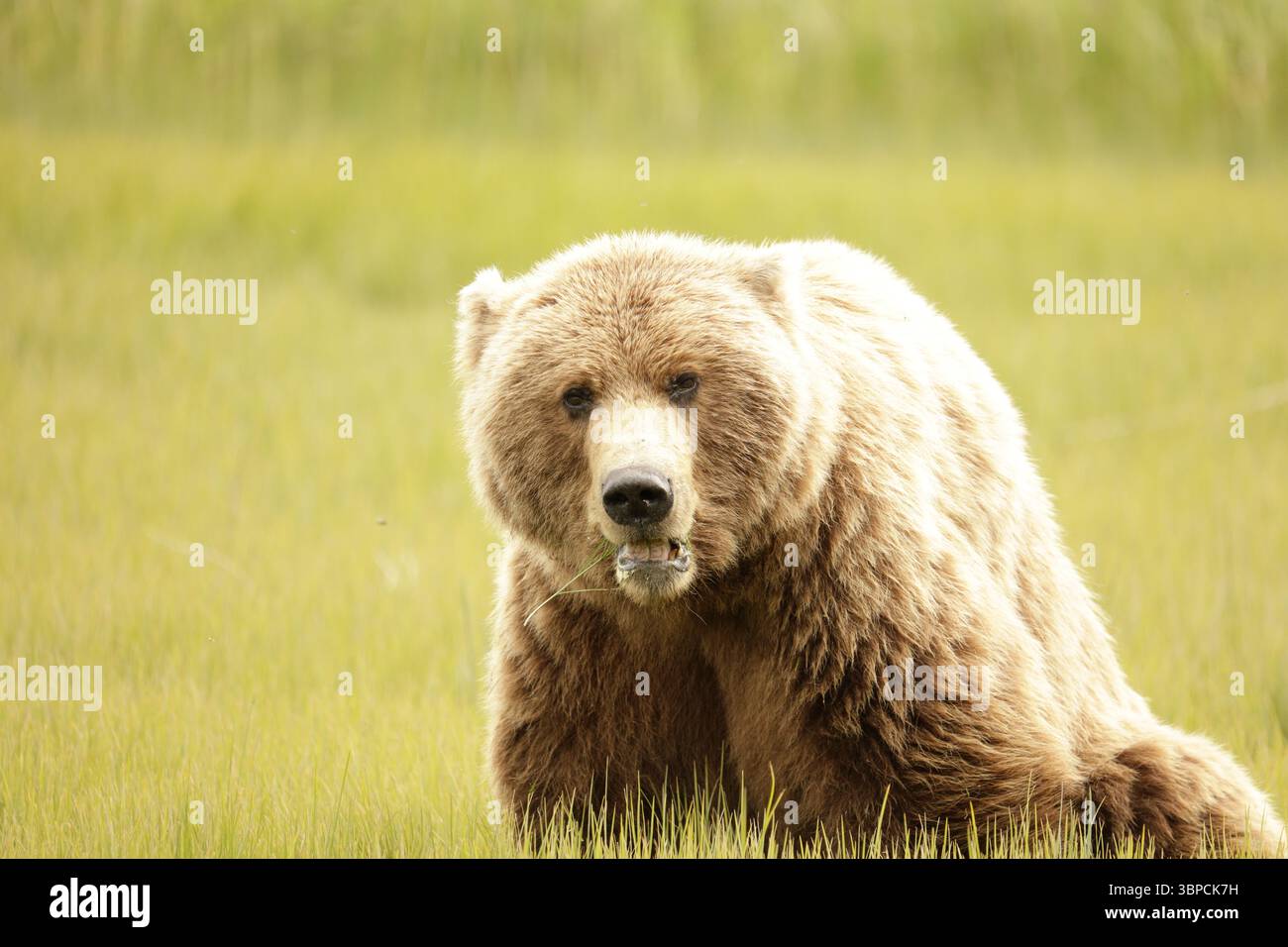 Brown Bear Out For a Walk Stock Photo - Alamy