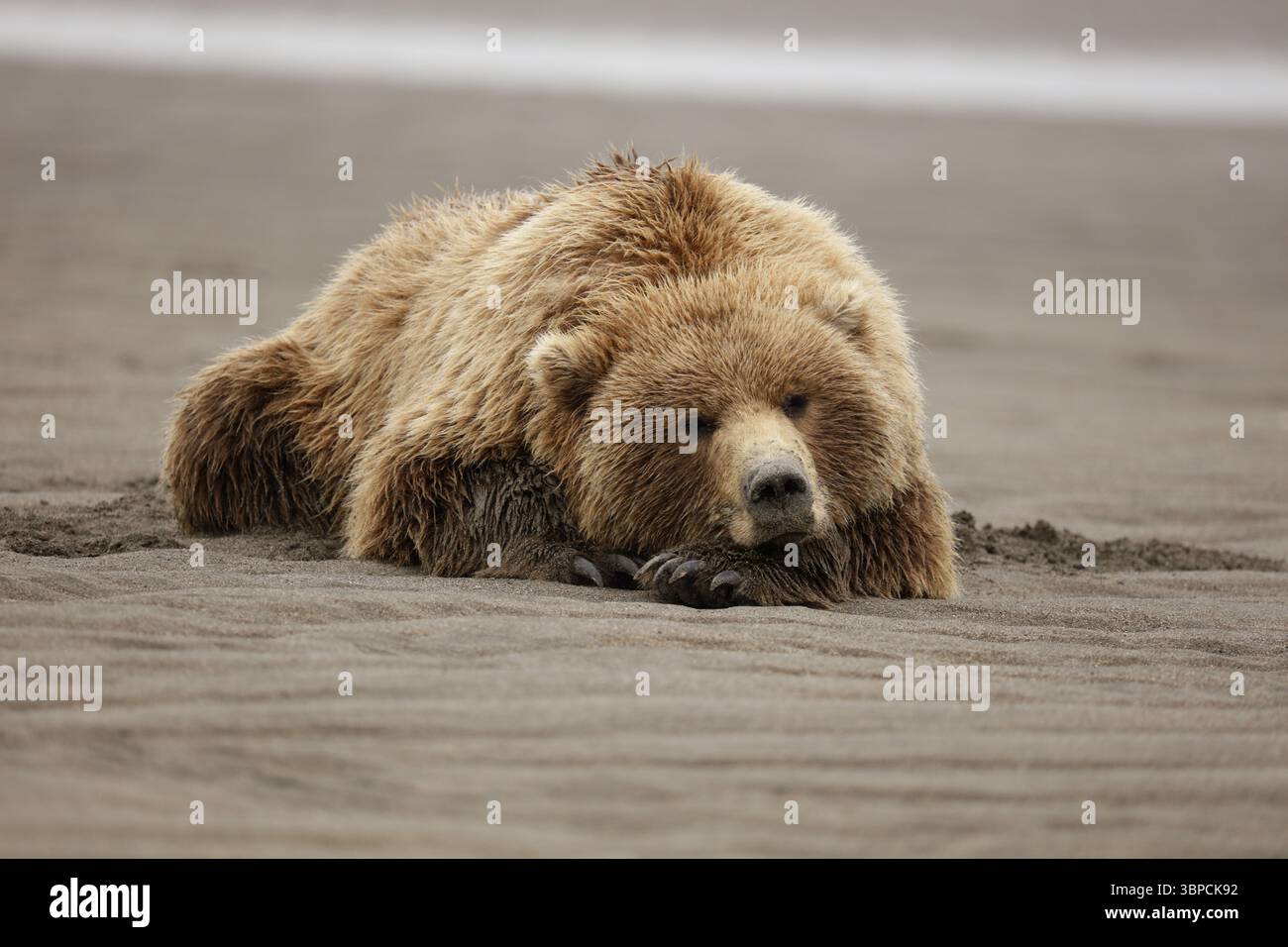 Sleeping Brown Bear Stock Photo - Alamy
