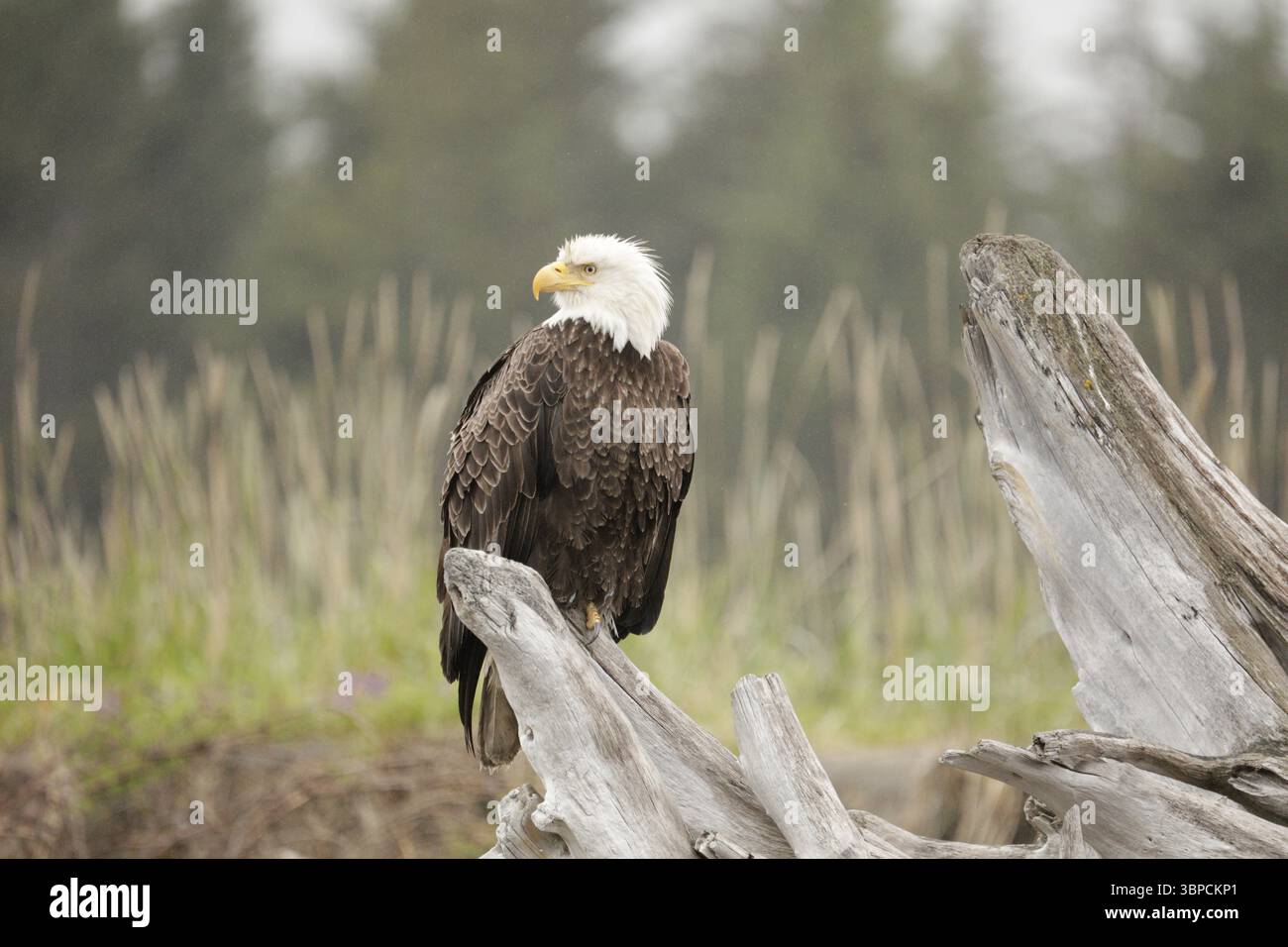 A bald eagle at rest hi-res stock photography and images - Alamy