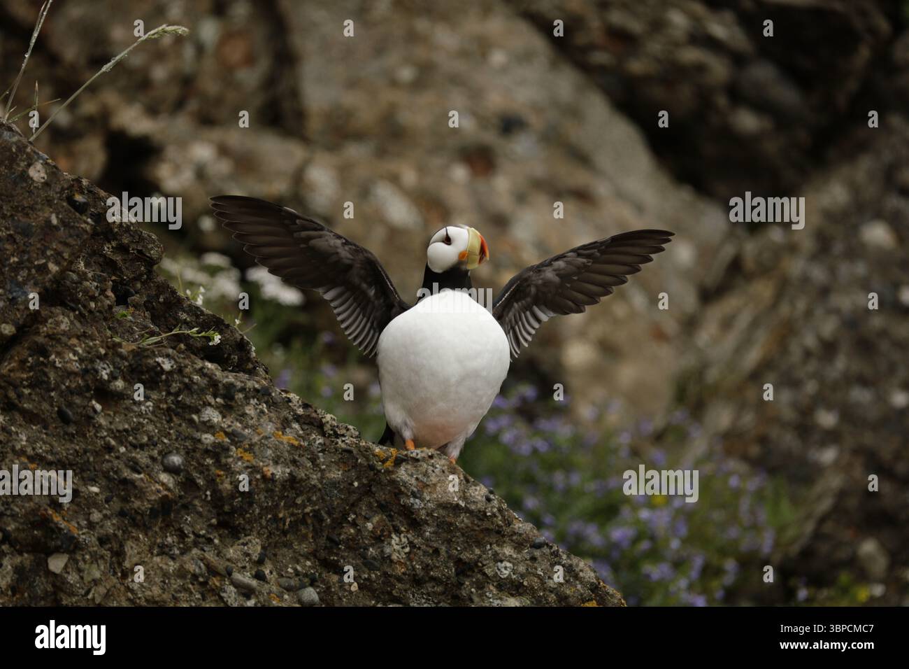 Adorable puffin hi-res stock photography and images - Alamy