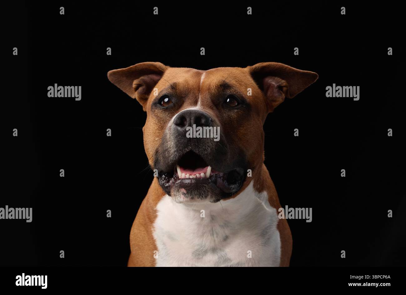 A staffordshire terrier looks ahead confidently under black studio ...