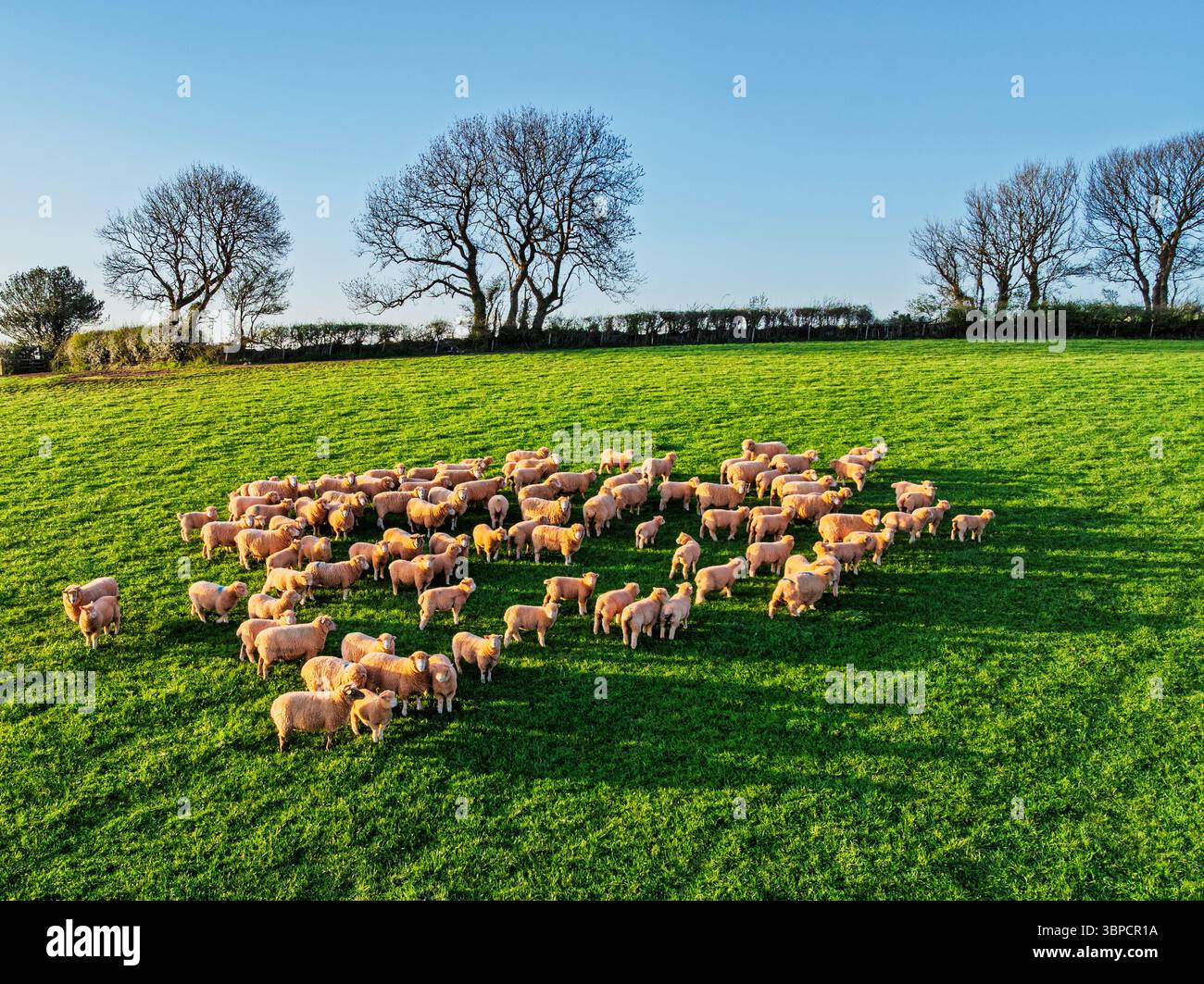 Sheep on Farms fron a drone, Torquay, Devon, England Stock Photo - Alamy