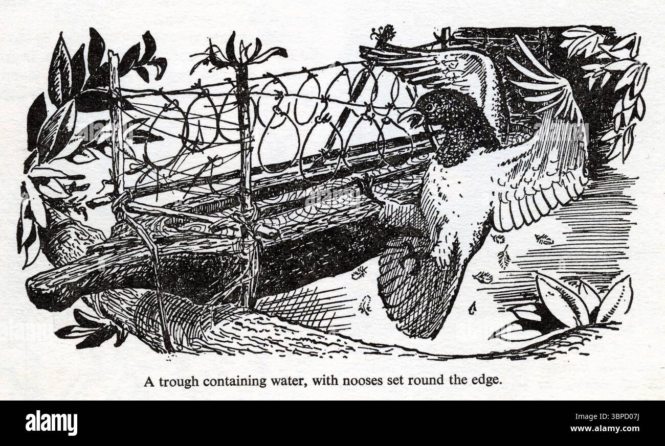 A Maori trap to catch wood pigeons was made as a water trough ...