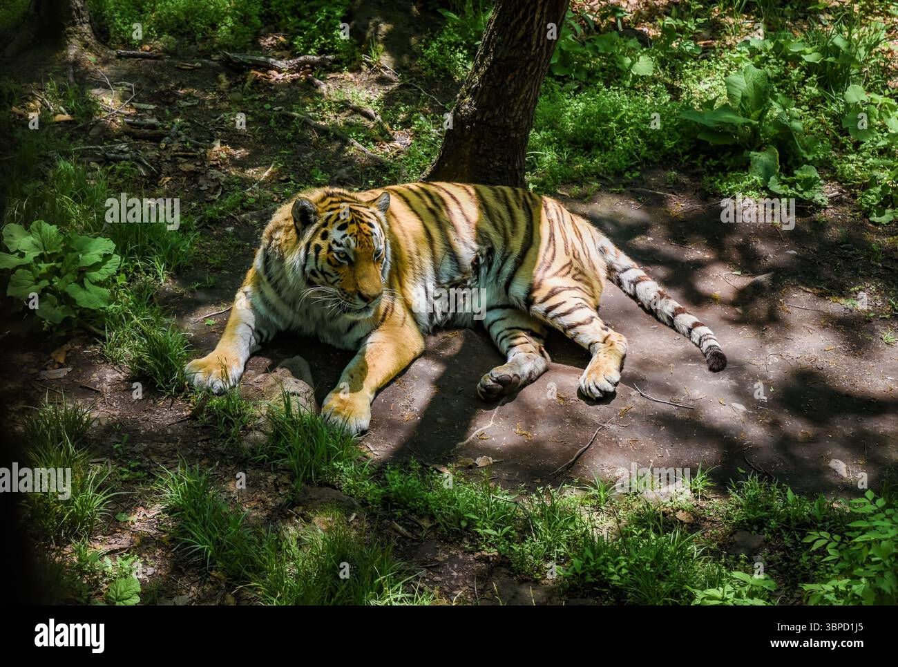 Amur tiger male rests hi-res stock photography and images - Alamy