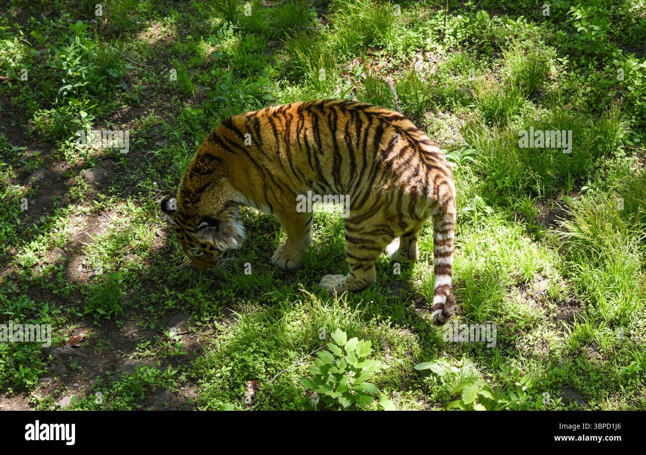 Amur tiger sniffs grass in a sunlit clearing, exploring its territory ...