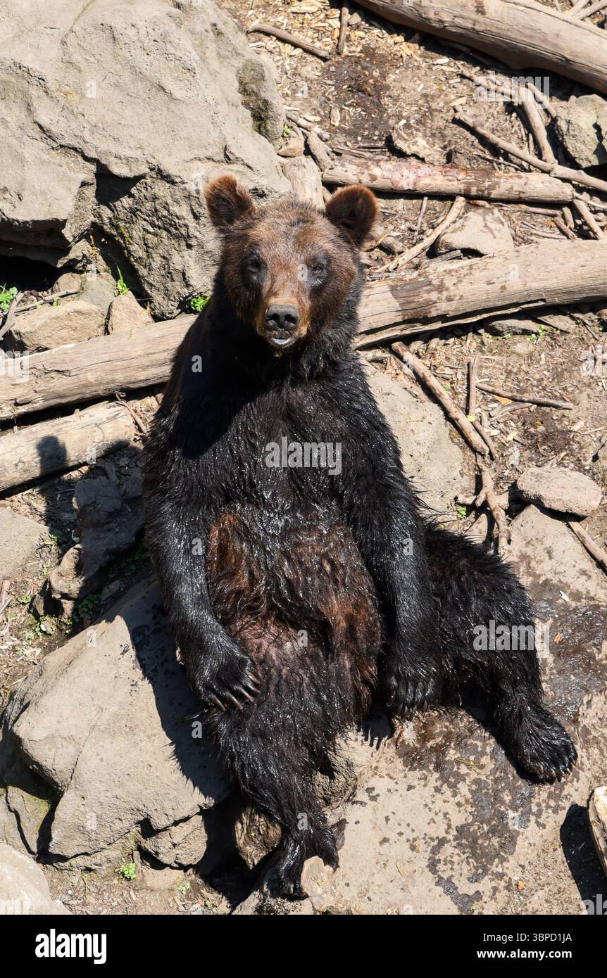 Kamchatka brown bear sits on the muddy ground, one leg raised as it ...