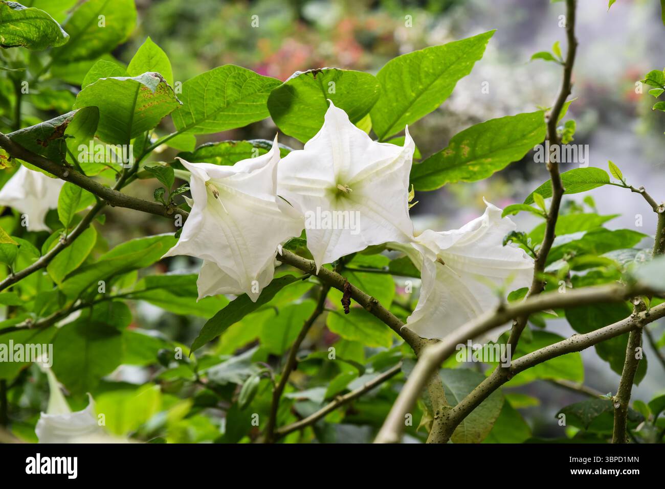 White brugmansia known angels hi-res stock photography and images - Alamy