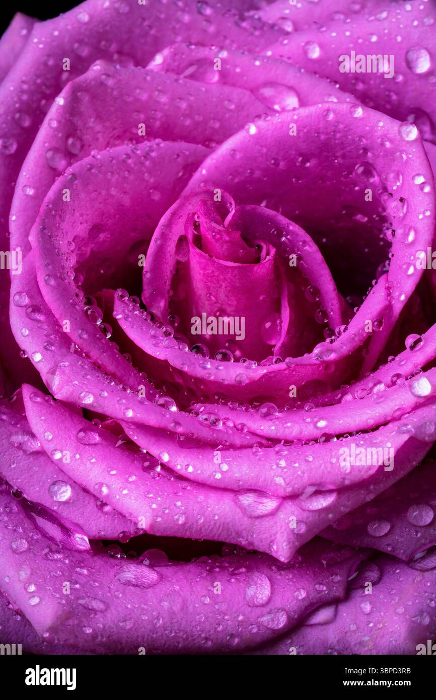 Purple rose dew drops hi-res stock photography and images - Alamy