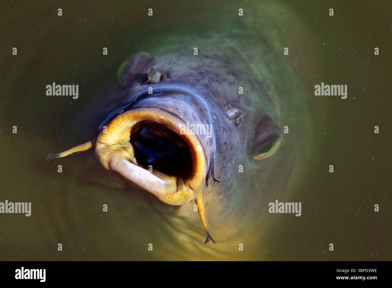 Common Carp with open mouth Stock Photo - Alamy
