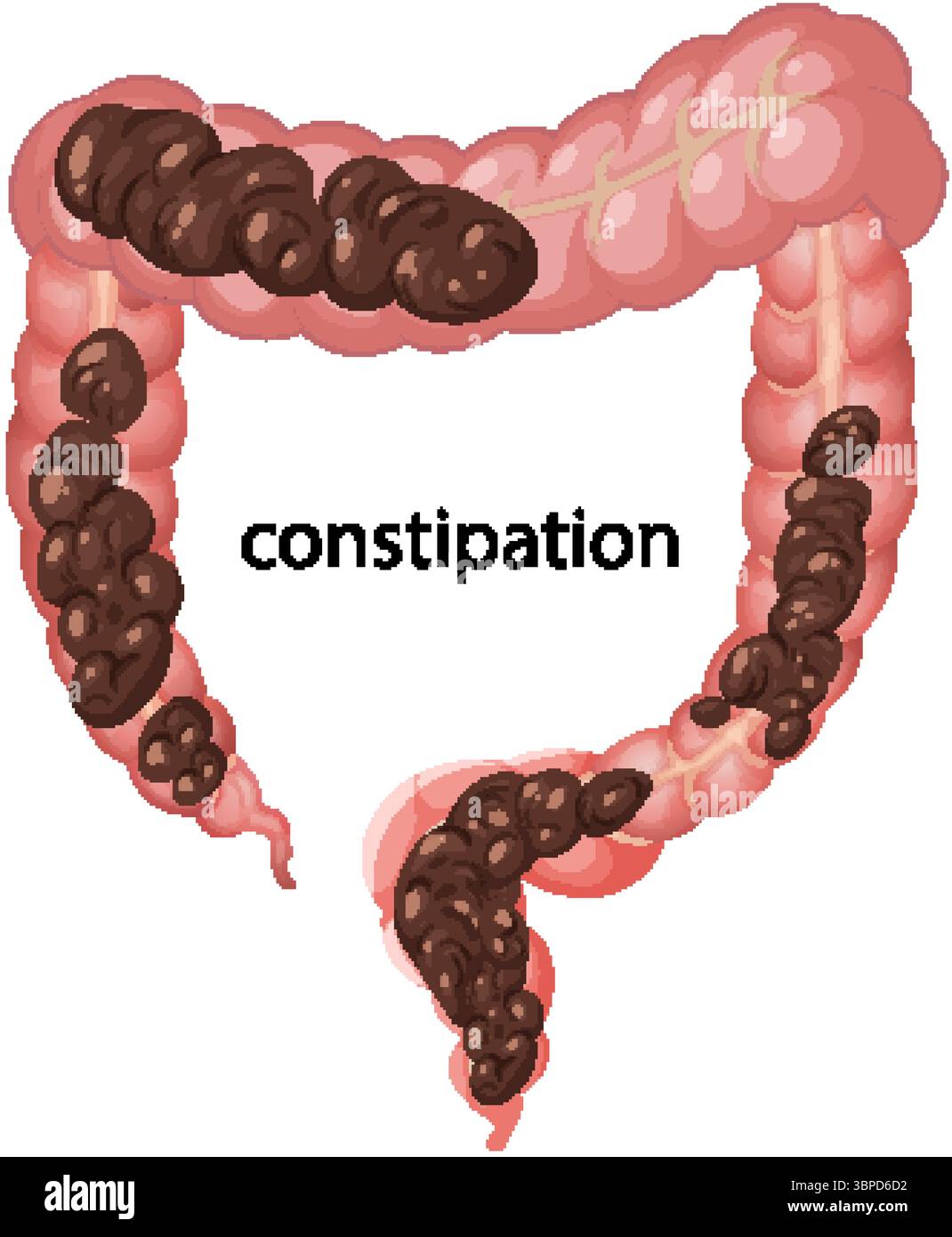 Detailed labeling human digestive system hi-res stock photography and ...