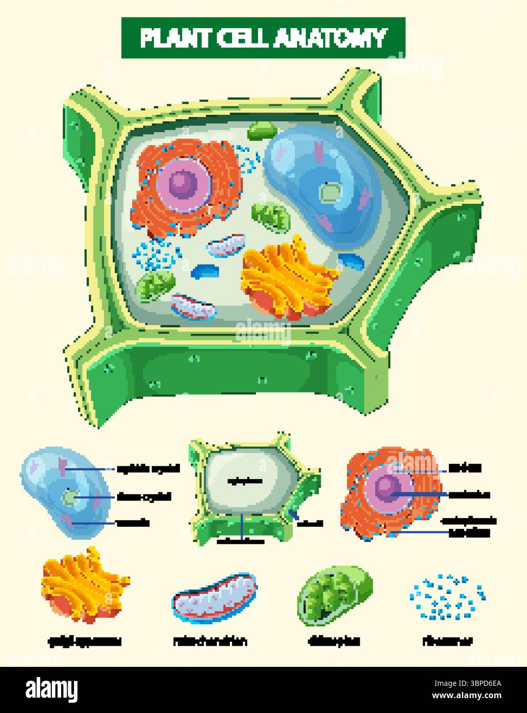 Colorful vector illustration of plant cell anatomy with labeled organelles, highlighting ...