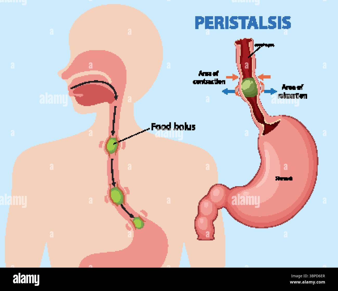 Labeled anatomical sections highlighting hi-res stock photography and images - Alamy