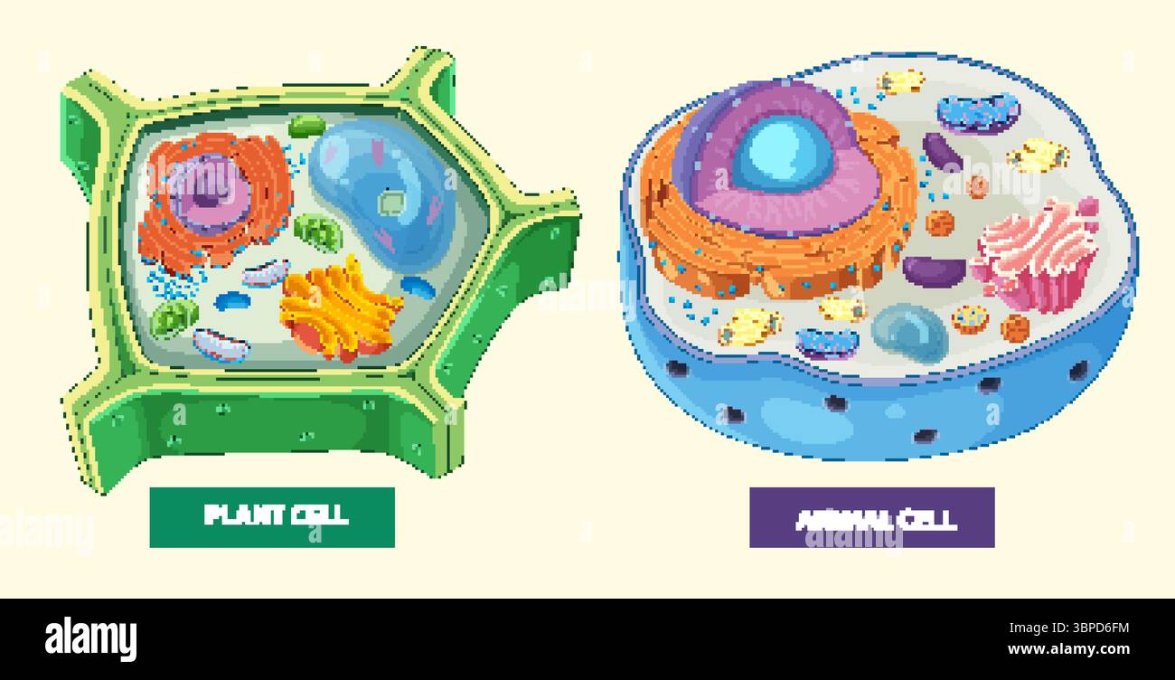 Colorful vector illustration showing detailed structures of plant and ...