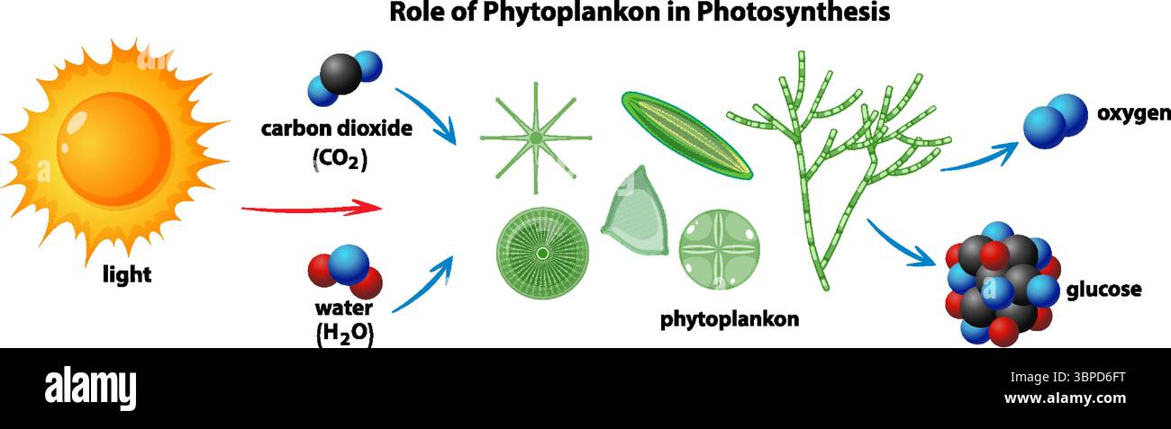 Vector illustration showing phytoplankton's role in photosynthesis ...