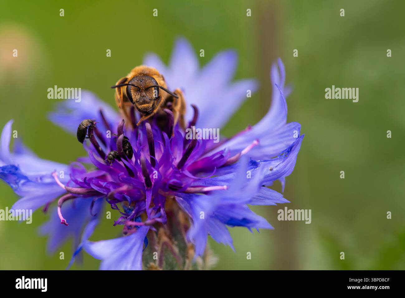 Wild bee pollinating blue cornflower hi-res stock photography and ...