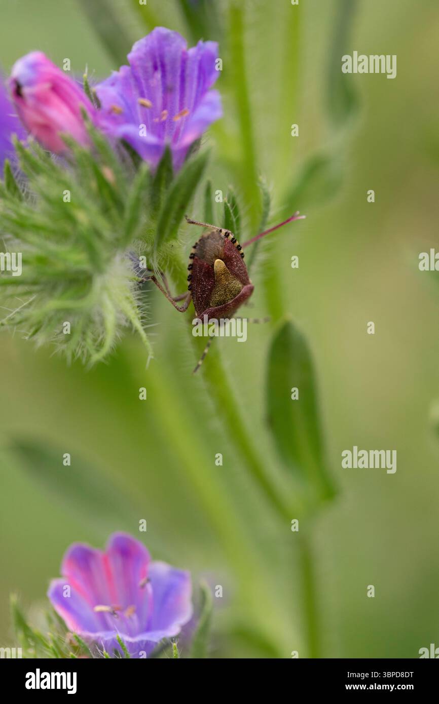 Stink bug (true bug) on hairy plant near violet petals, macro view ...