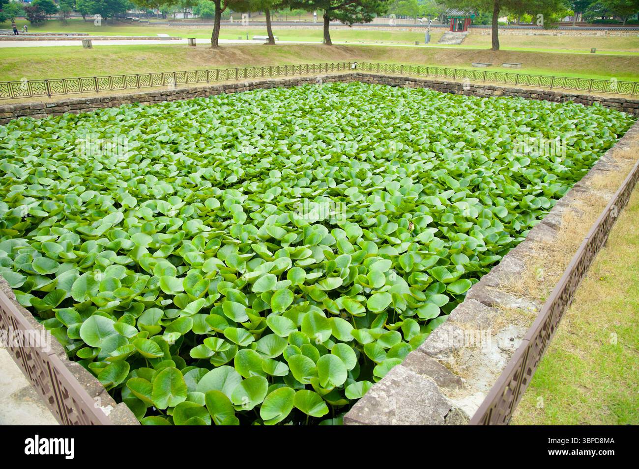 Buyeo County, South Korea - June 13th 2025: A rectangular lotus pond ...
