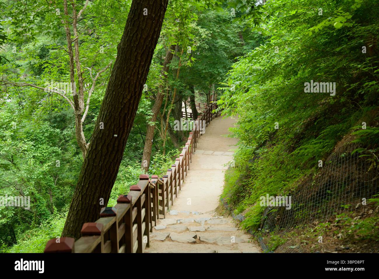 Buyeo County, South Korea - June 13th 2025: A shaded dirt path with ...