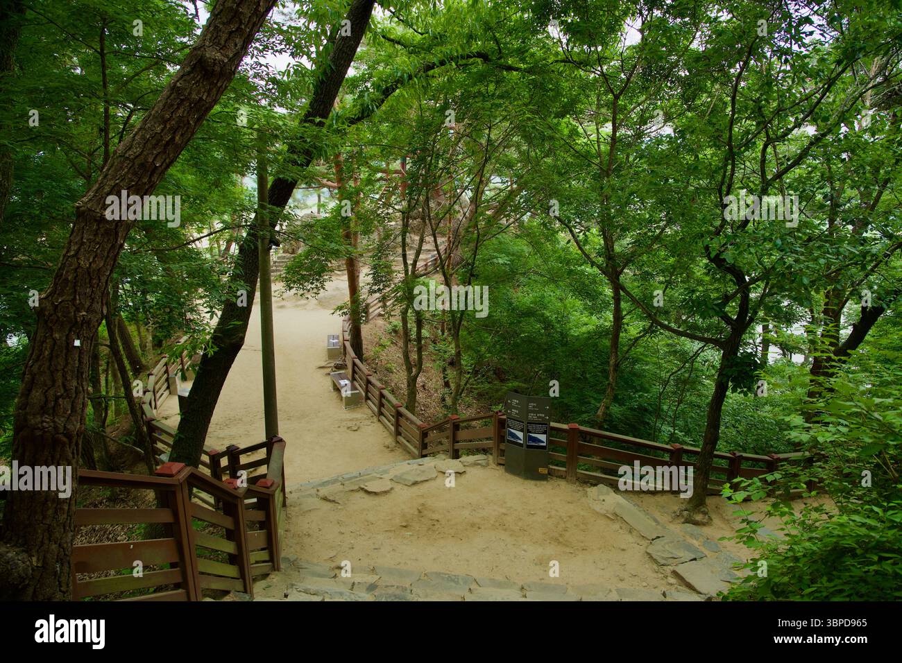 Buyeo County, South Korea - June 13th 2025: A fork in the forest path ...