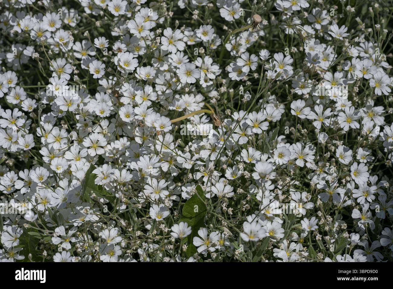 Gypsophila repens Alba (Gypsophila repens Alba) | Sweet Garden Stock ...