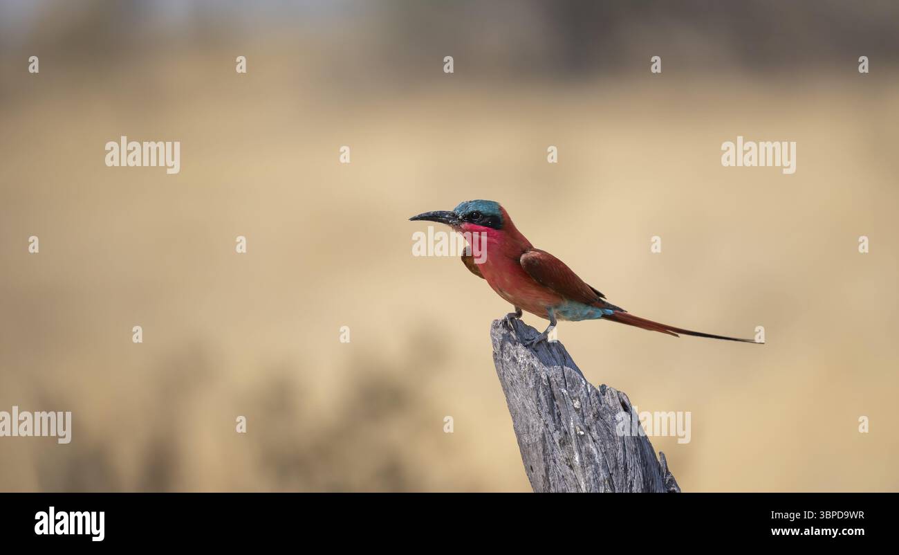Carmine bee eater botswana hi-res stock photography and images - Alamy