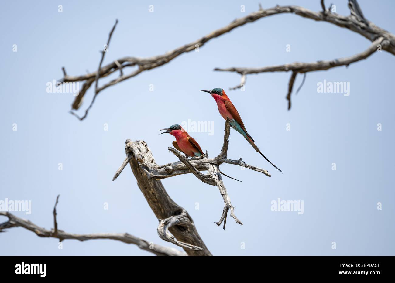 Carmine bee eater botswana hi-res stock photography and images - Alamy