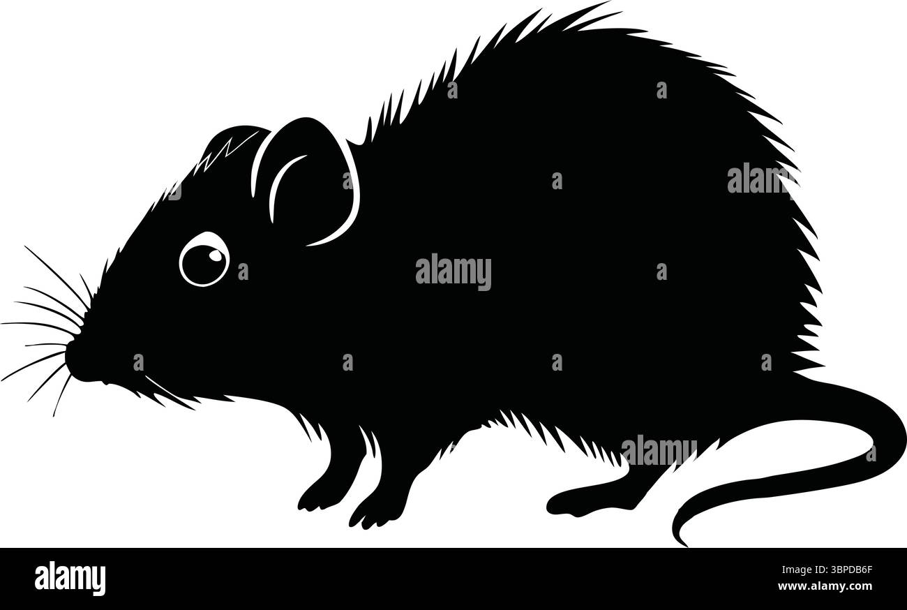 Cute small black rat Black and White Stock Photos & Images - Alamy