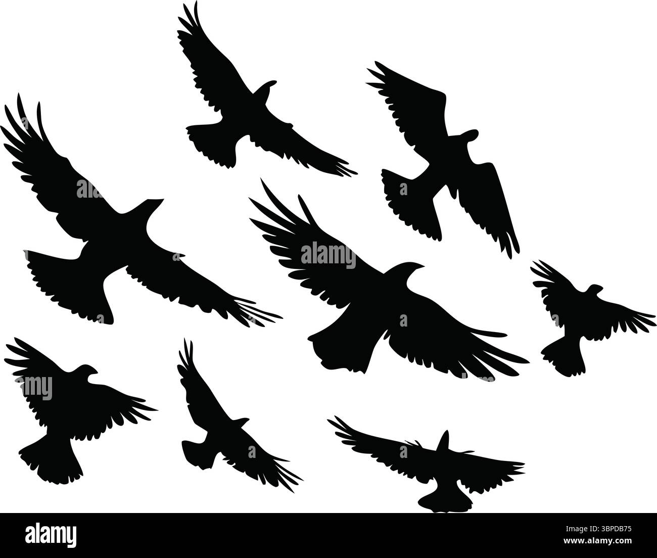 Vector group feather in Cut Out Stock Images & Pictures - Alamy